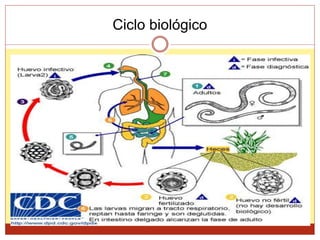 Teniasis y Ascariasis | PPT
