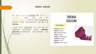 tenia solium-1.pptxgrupo7aofendamosmas.. | PPTX