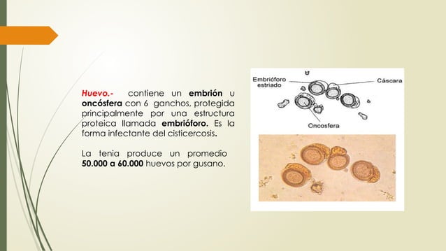 tenia solium-1.pptxgrupo7aofendamosmas.. | PPTX