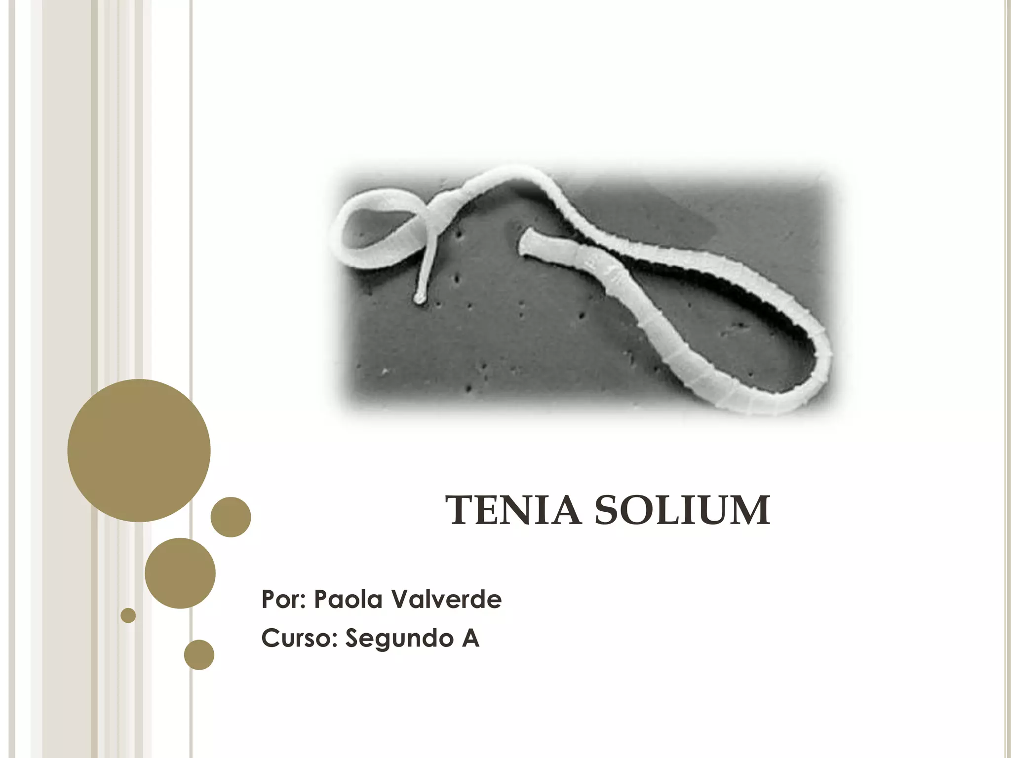 Tenia solium | PPT