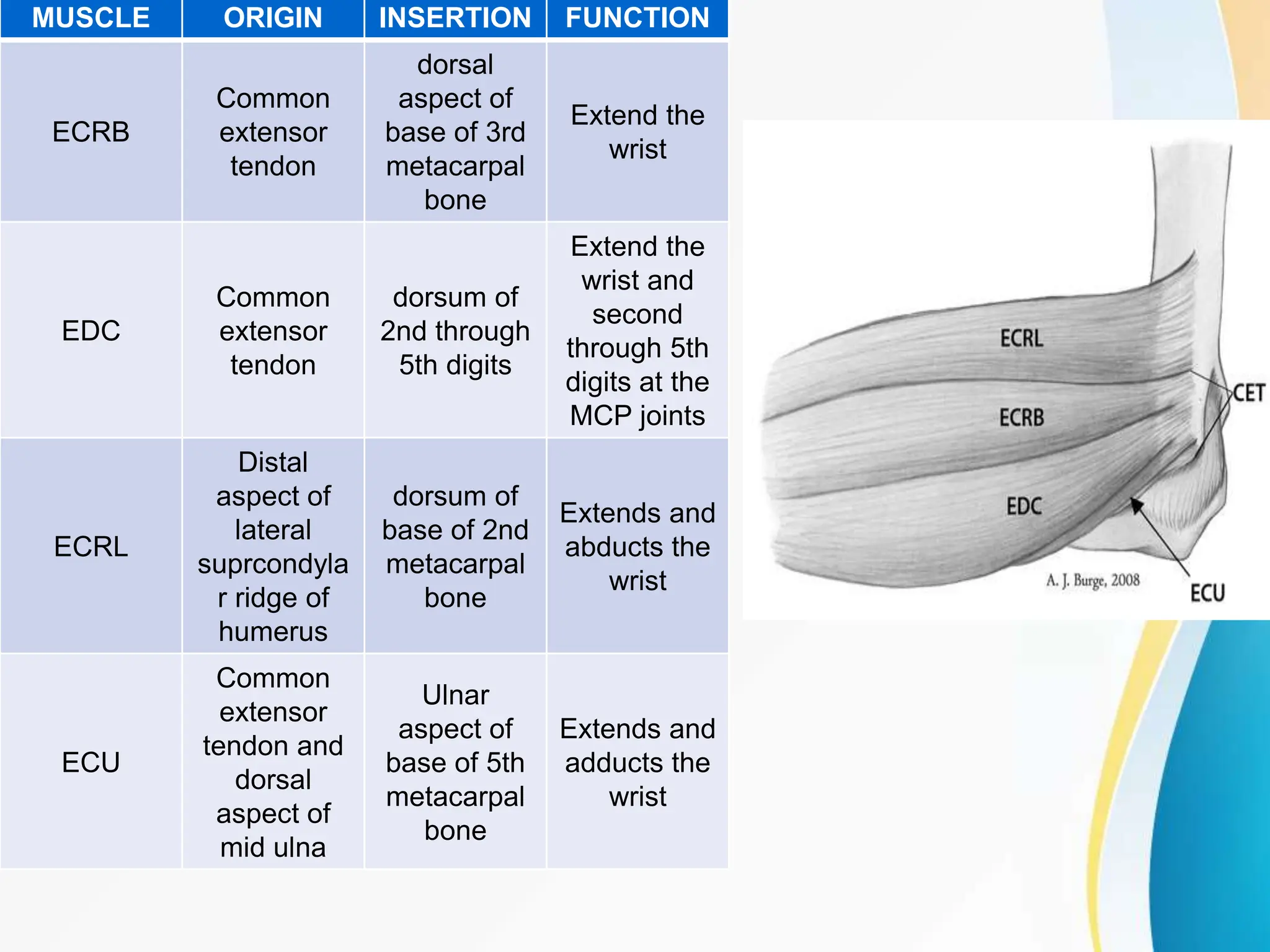 TENNIS ELBOW (Lateral Epicondylitis).pptx
