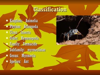 Tennyson hodgson jack jumper ant slide show | PPT