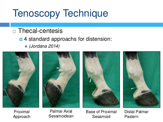 Tenoscopy - Equine Flexor Tendon Sheath