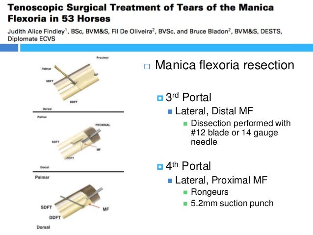 Tenoscopy - Equine Flexor Tendon Sheath