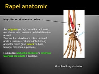 Tenosinovita de quervain | PPT