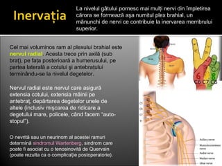 Tenosinovita de quervain | PPT