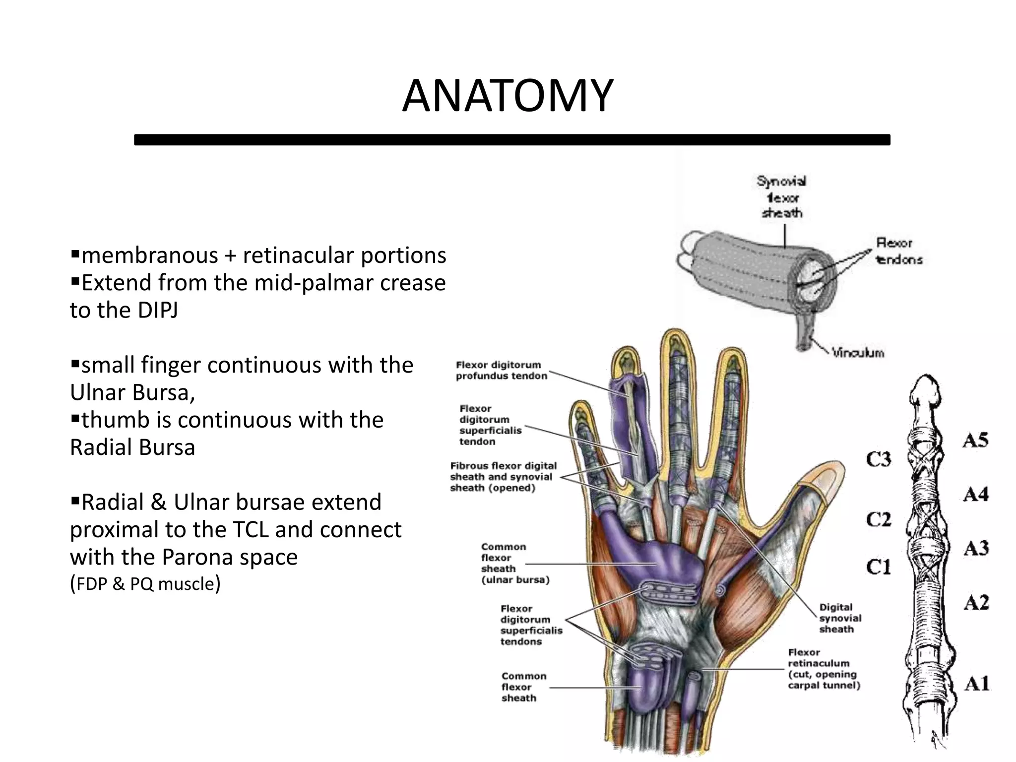 Flexor Tenosynovitis | PPTX