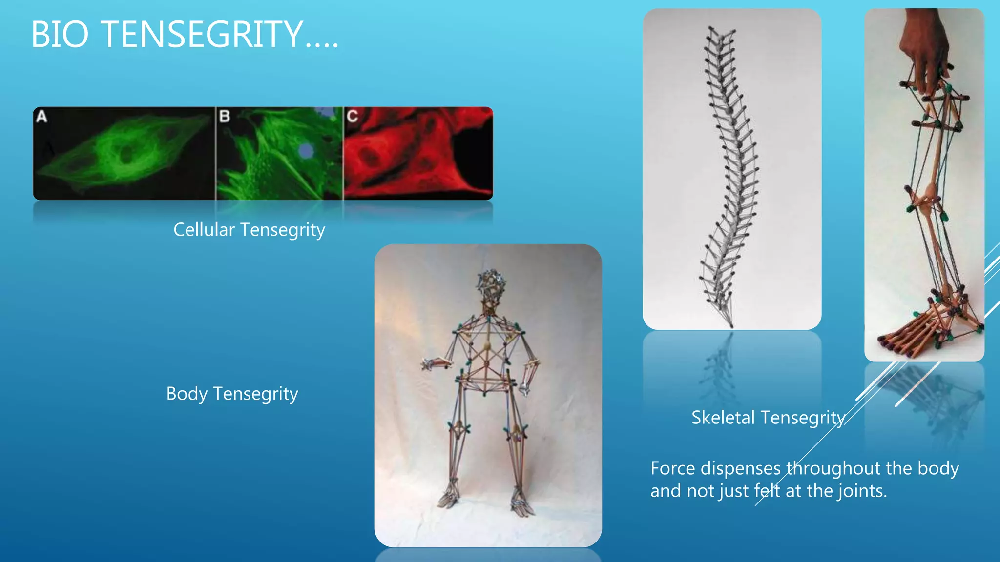 Tensegrity | PPTX