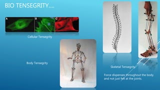 Tensegrity | PPTX | Physics | Science
