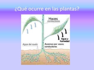 Tensión superficial y capilaridad. | PPT