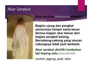 TENTANG FUNGSI DAN STRUKTUR BAGIAN TUMBUHAN.ppt