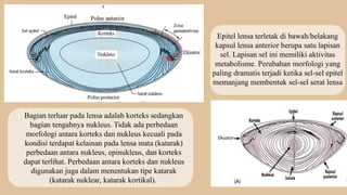 Tentiran Anatomi dan Kelainan Lensa.pptx