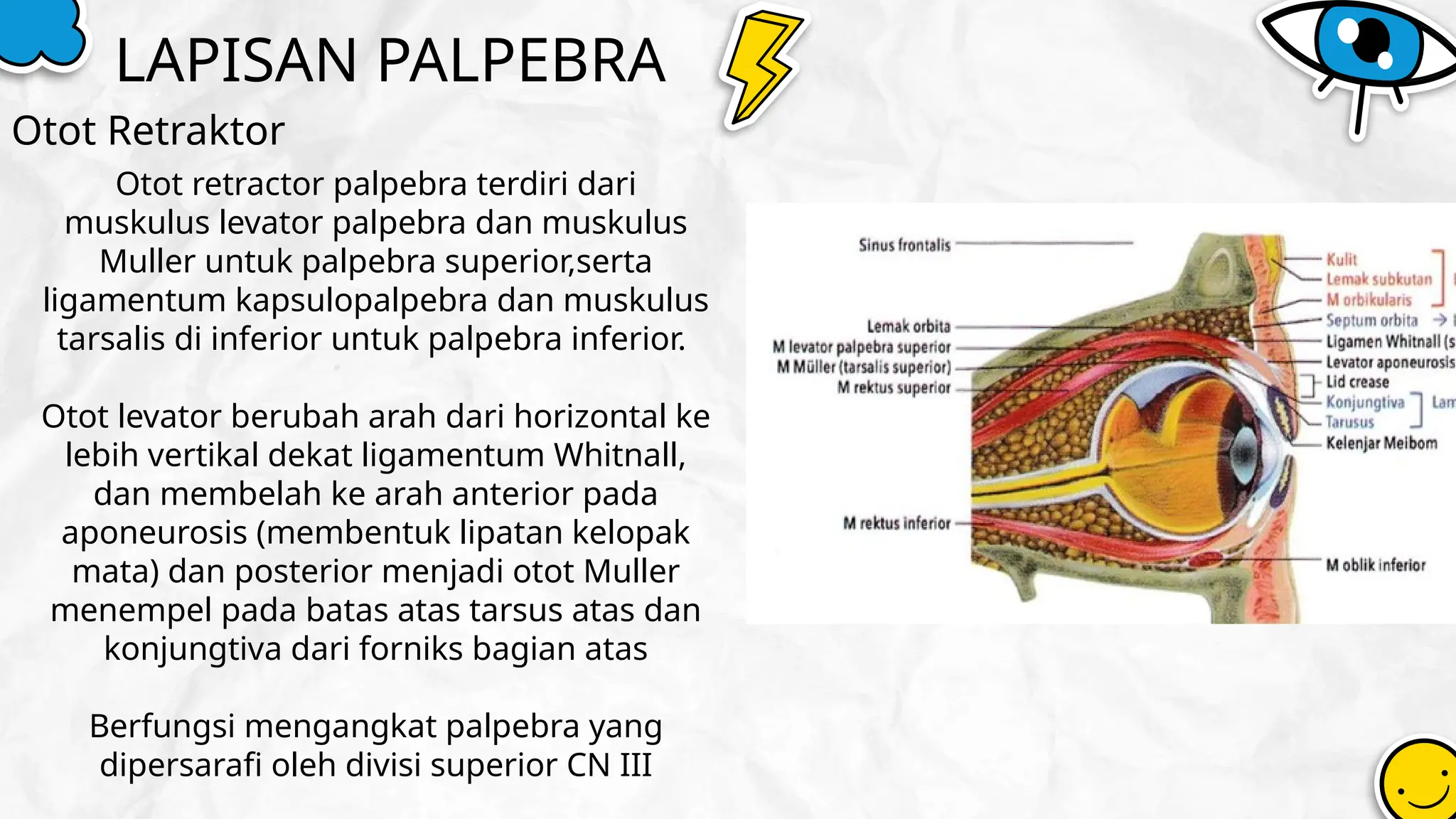Tentiran PPT Anatomi dan Penyakit Palpebra.pptx