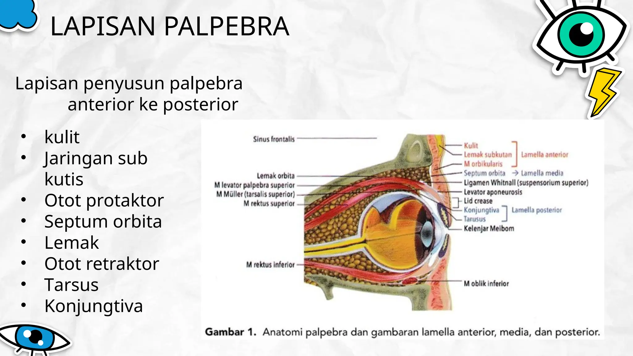 Tentiran PPT Anatomi dan Penyakit Palpebra.pptx