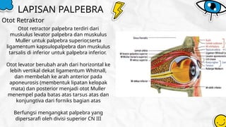 Tentiran PPT Anatomi dan Penyakit Palpebra.pptx