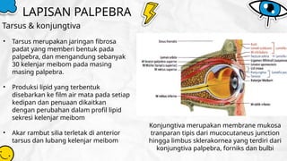 Tentiran PPT Anatomi dan Penyakit Palpebra.pptx
