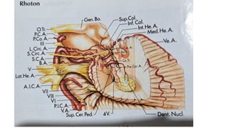 anatomical points about tentorial incisura | PDF