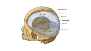 anatomical points about tentorial incisura | PDF