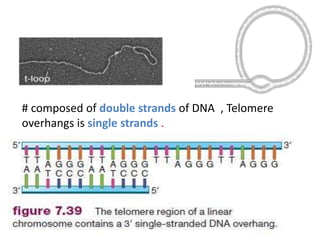 Telomeres | PPTX | Genetics | Science