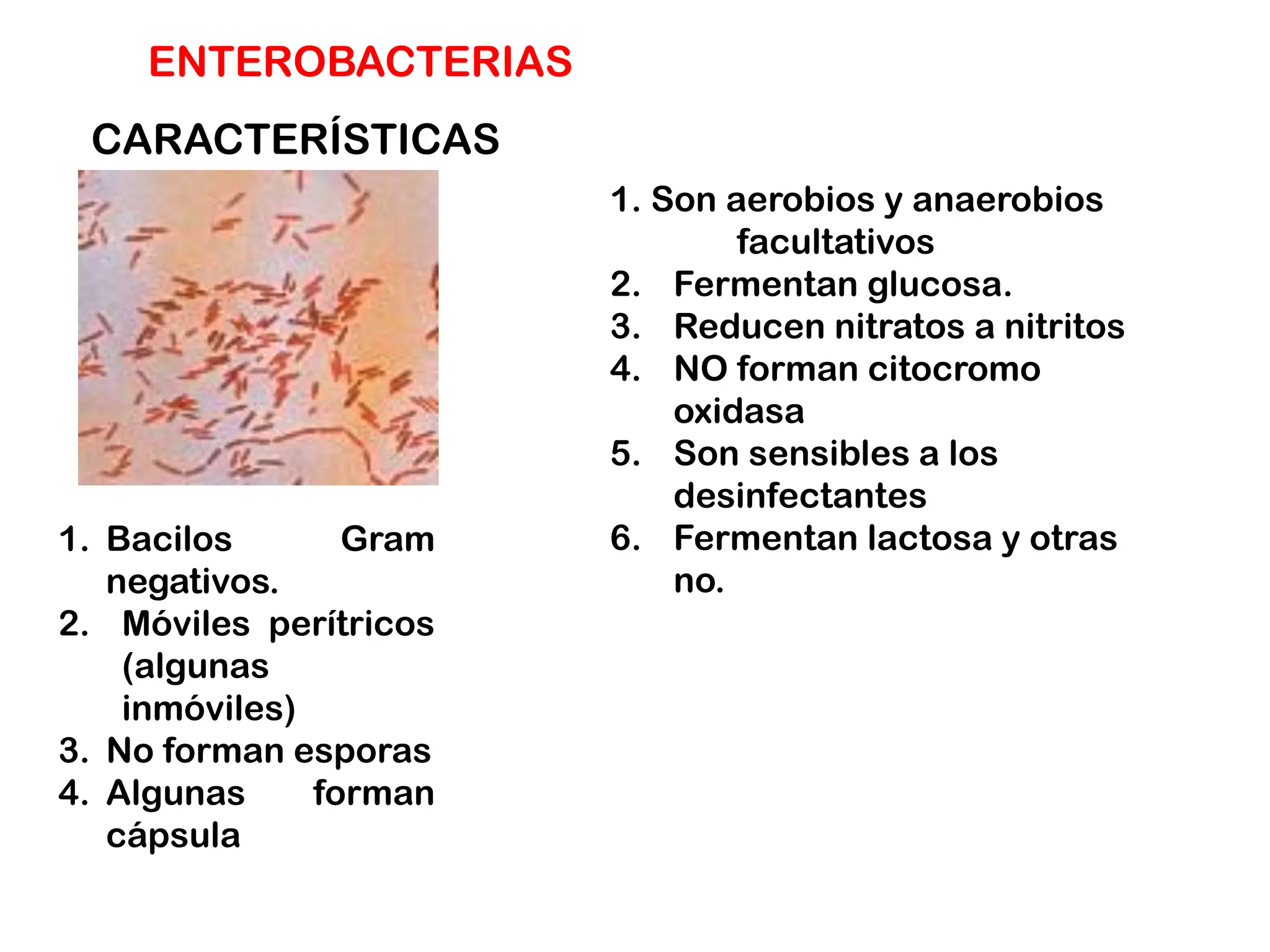 Teoría 5 Enterobacterias .pdf