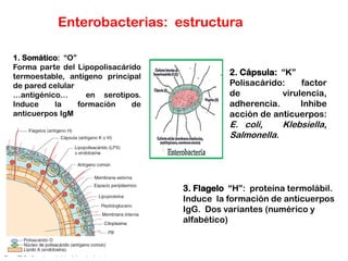 Teoría 5 Enterobacterias .pdf
