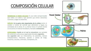 TEORÍA CELULAR | PPTX