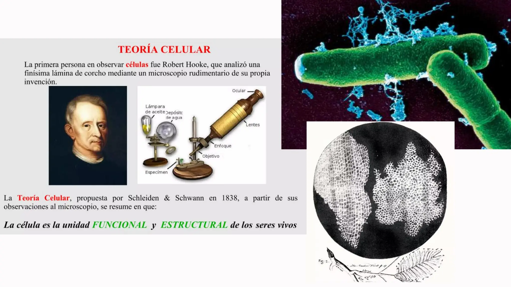 TEORÍA CELULAR Y TIPOS DE CELULAS 3°.pdf