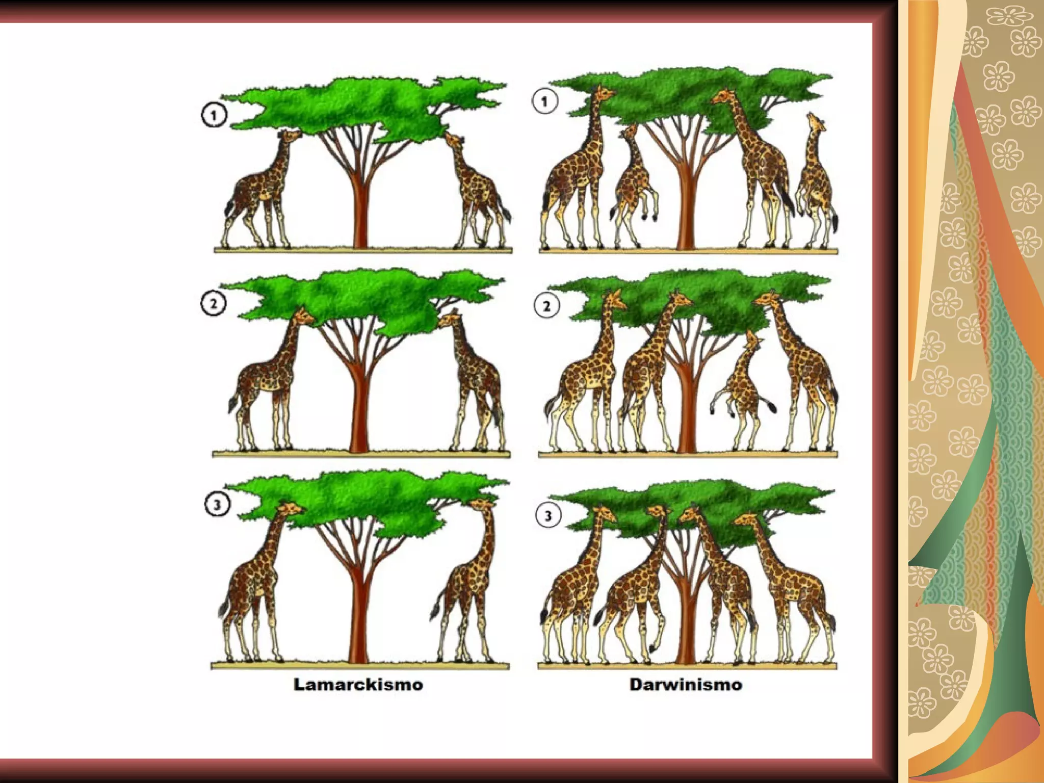 Teoría de lamarck y darwin | PPT
