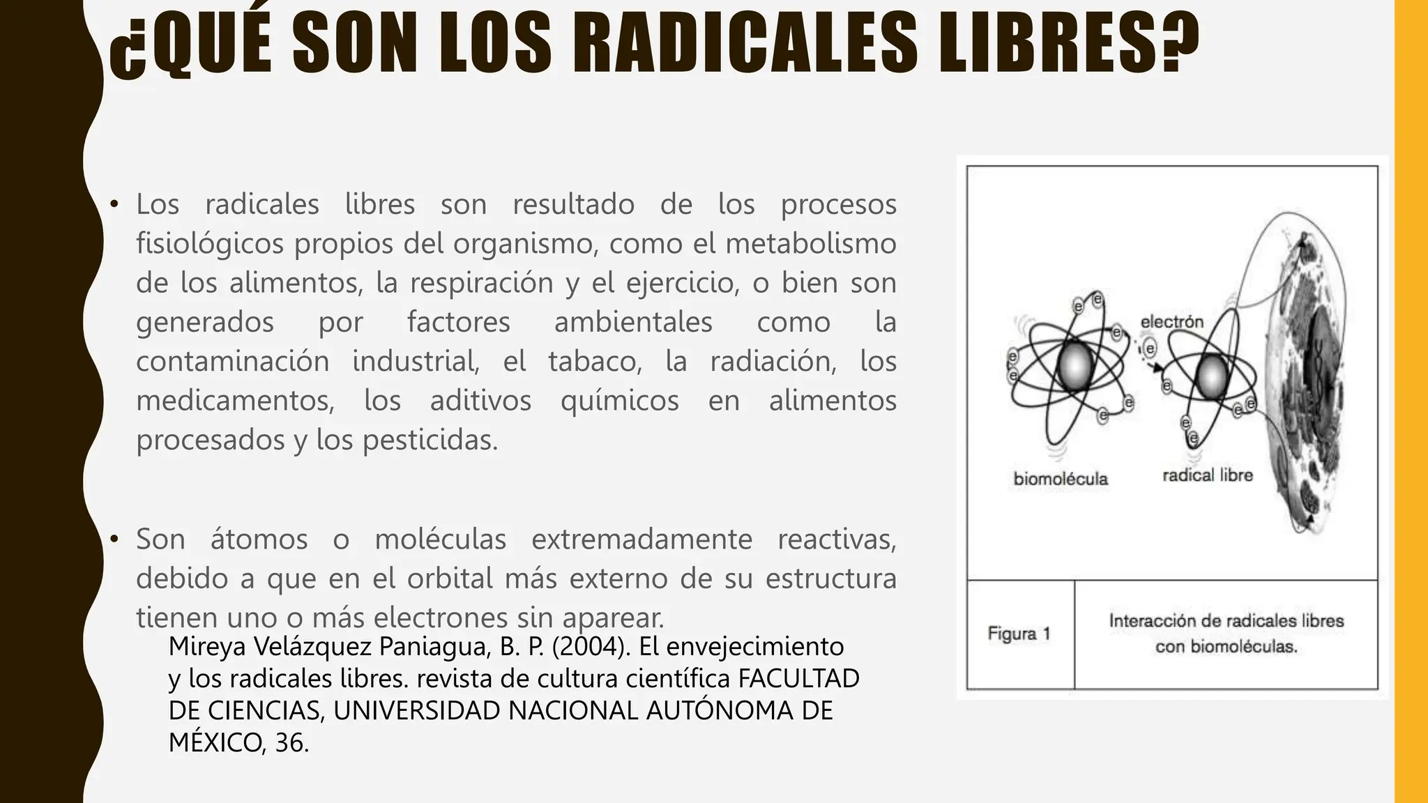 TEORÍA DE LOS RADICALES LIBRES DE DENHAM HARMAN 2023.pptx