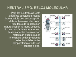 Teorías evolutivas actuales | PPTX