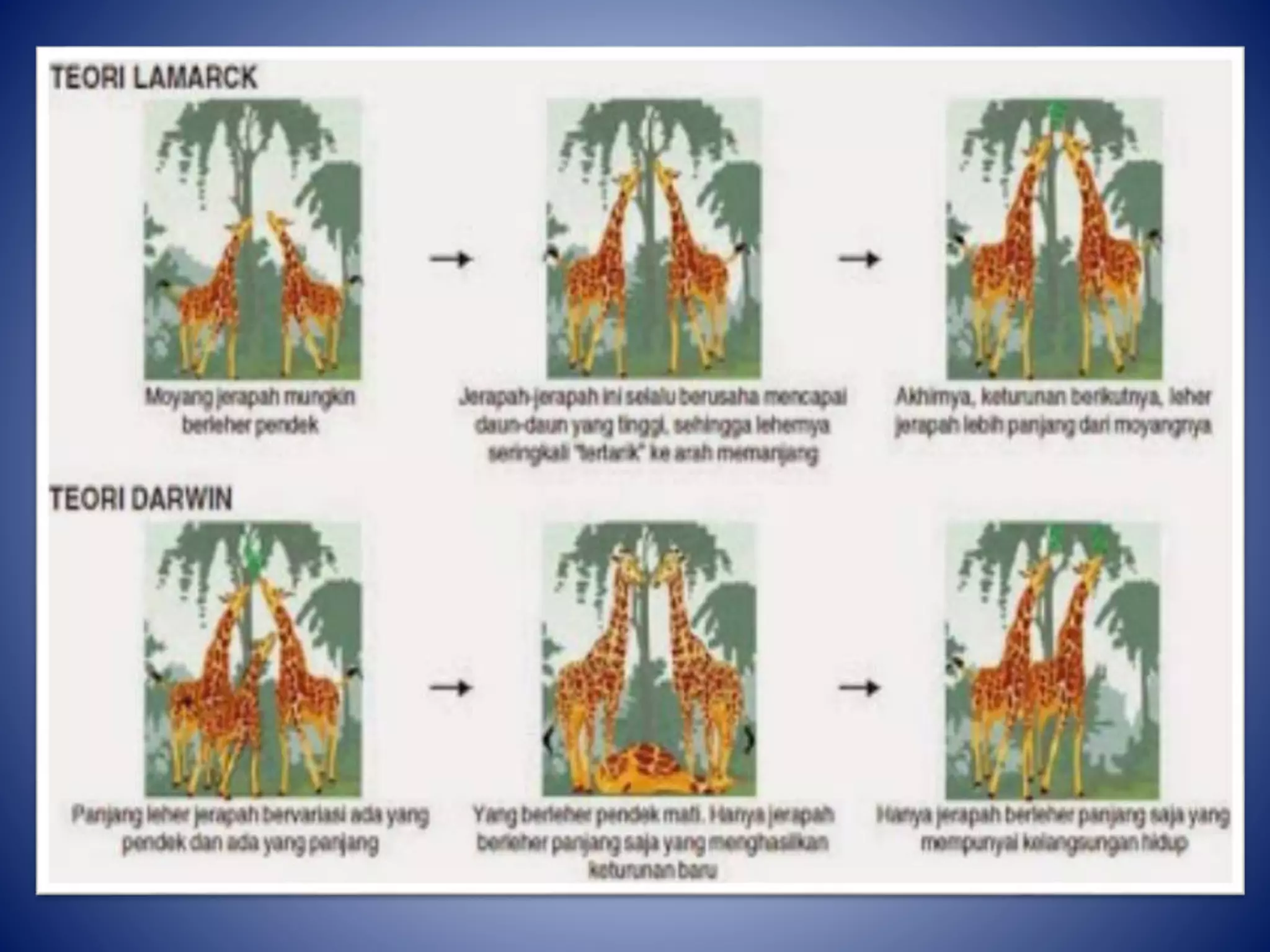 Teori Evolusi | PPTX