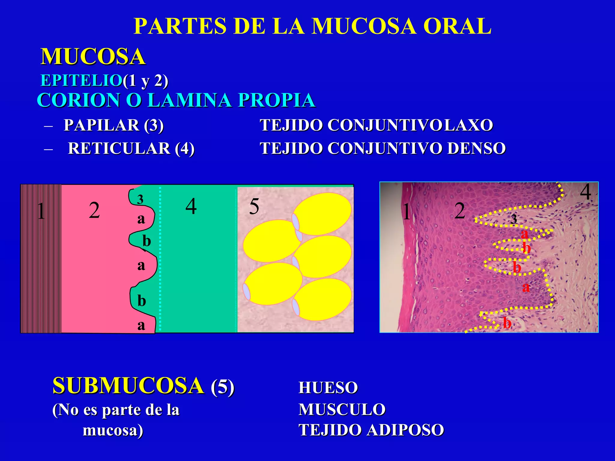 Epitelio Mucosa Oral