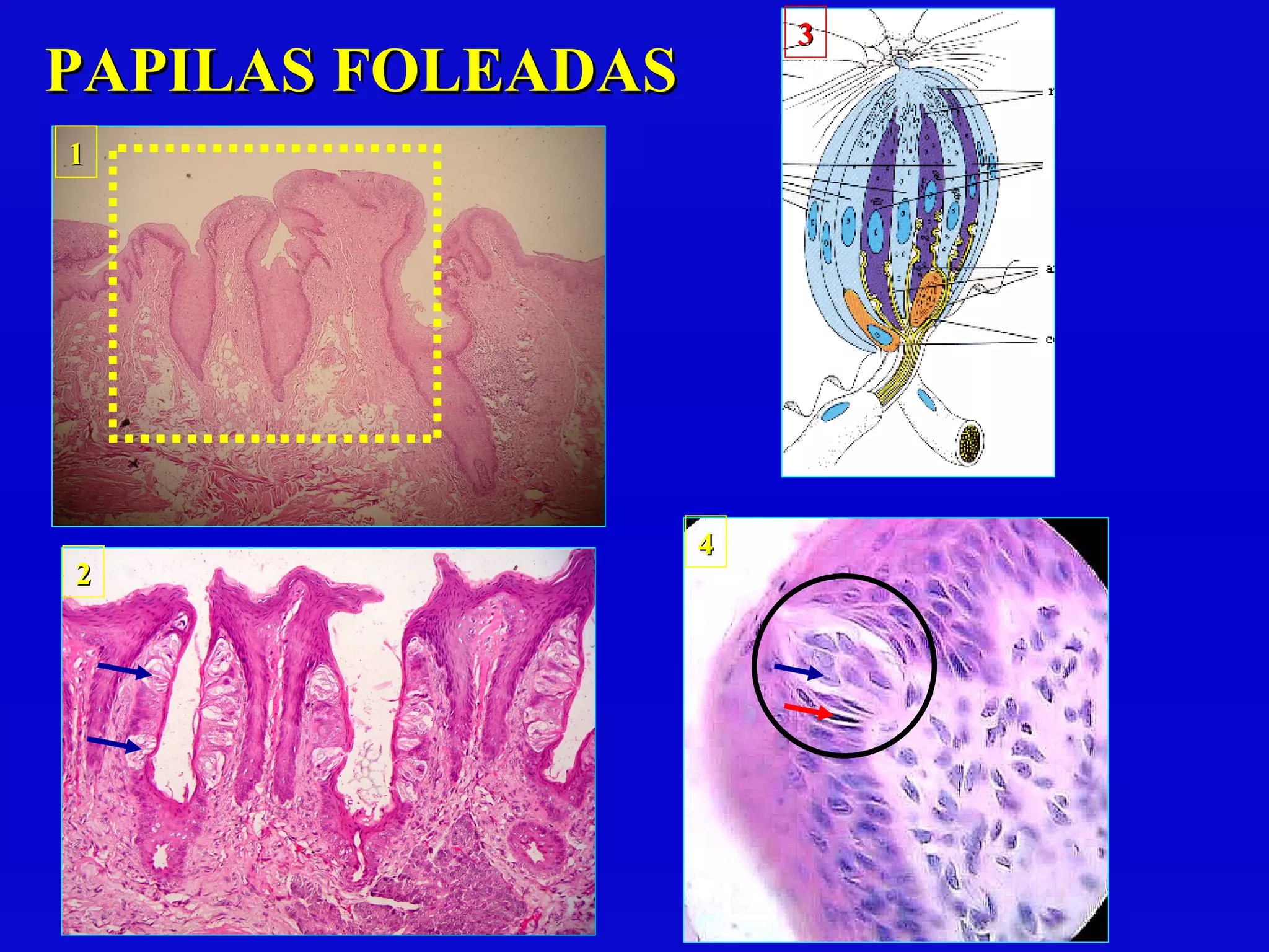 Epitelio Mucosa Oral