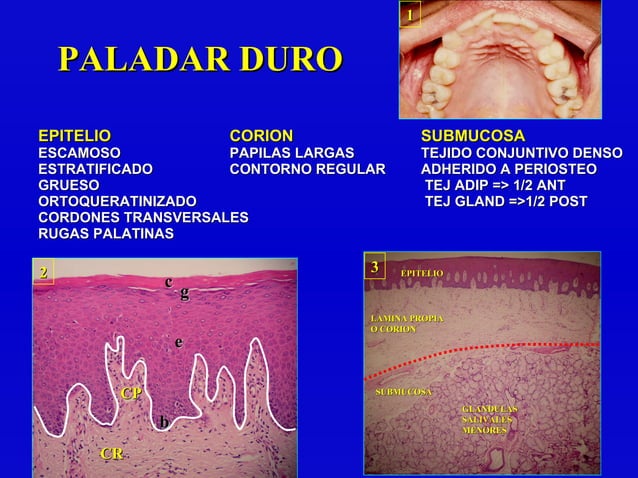 Epitelio Mucosa Oral