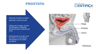 TEORIA 14 ANATOMIA SISTEMA GENITAL MASCULINO.pdf