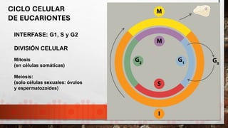 División celular (interfase, mitosis y meiosis) | PDF