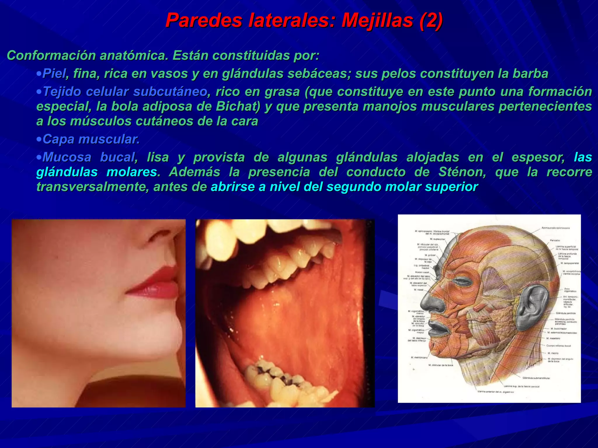 ANATOMIA DE LA CAVIDAD ORAL | PPT