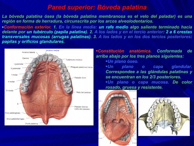 ANATOMIA DE LA CAVIDAD ORAL | PPT