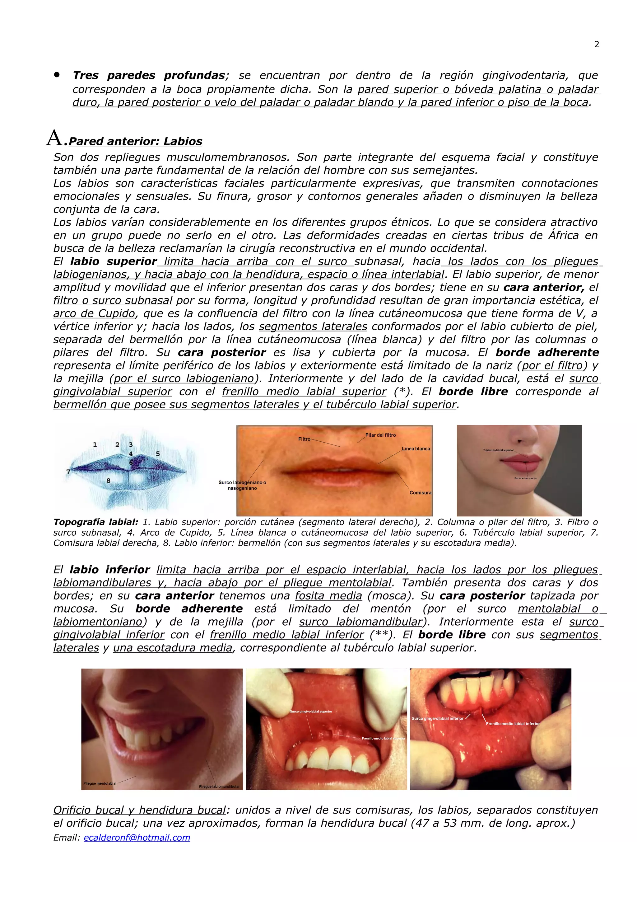 ANATOMIA DE LA CAVIDAD ORAL | DOC