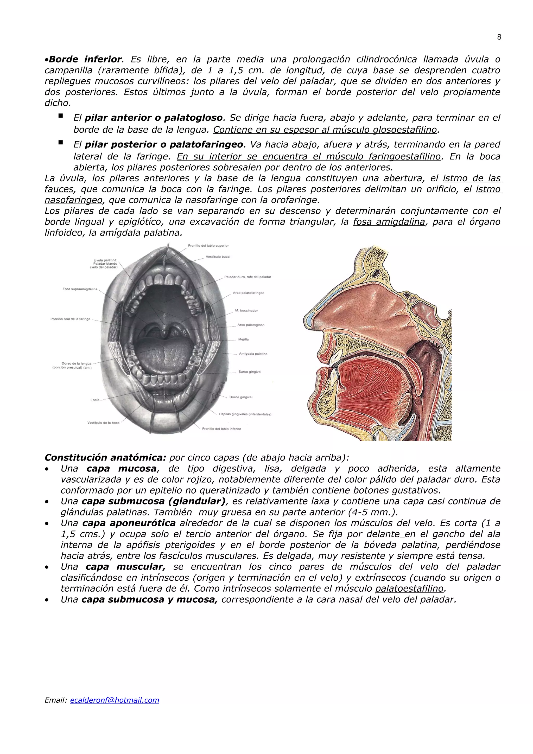 ANATOMIA DE LA CAVIDAD ORAL | DOC