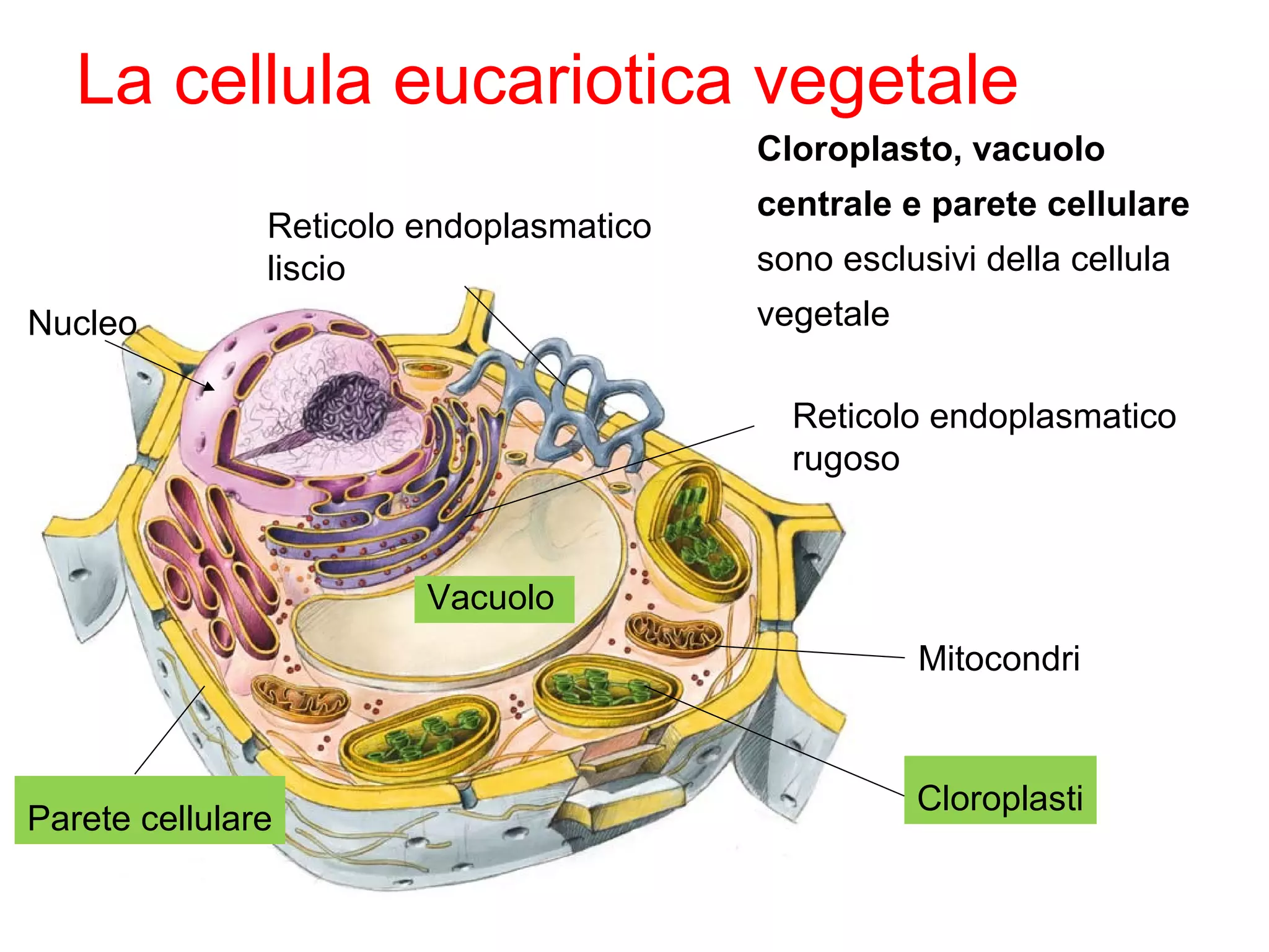 Schemi biologia 3 | PPT