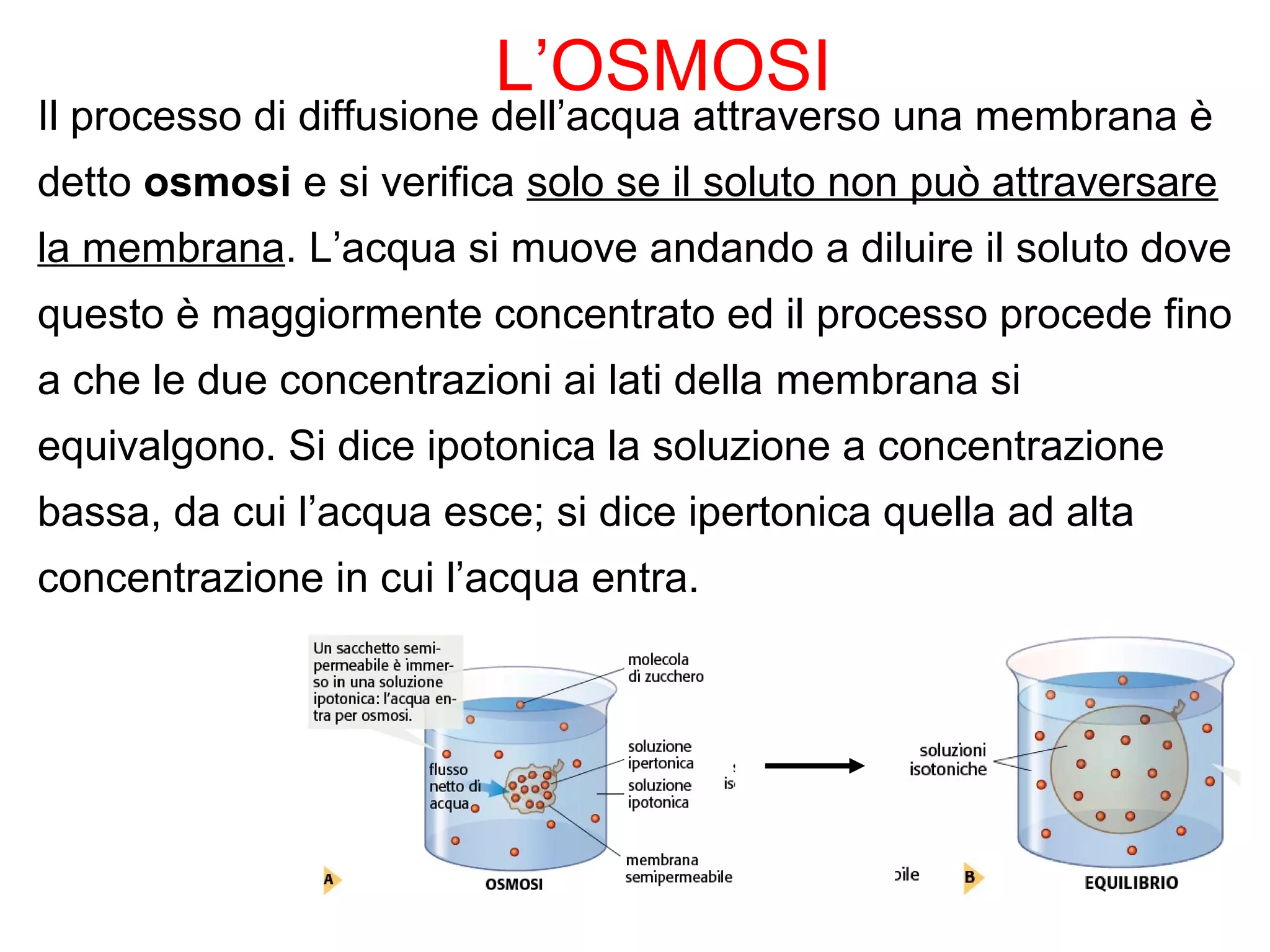 Schemi biologia 3 | PPT