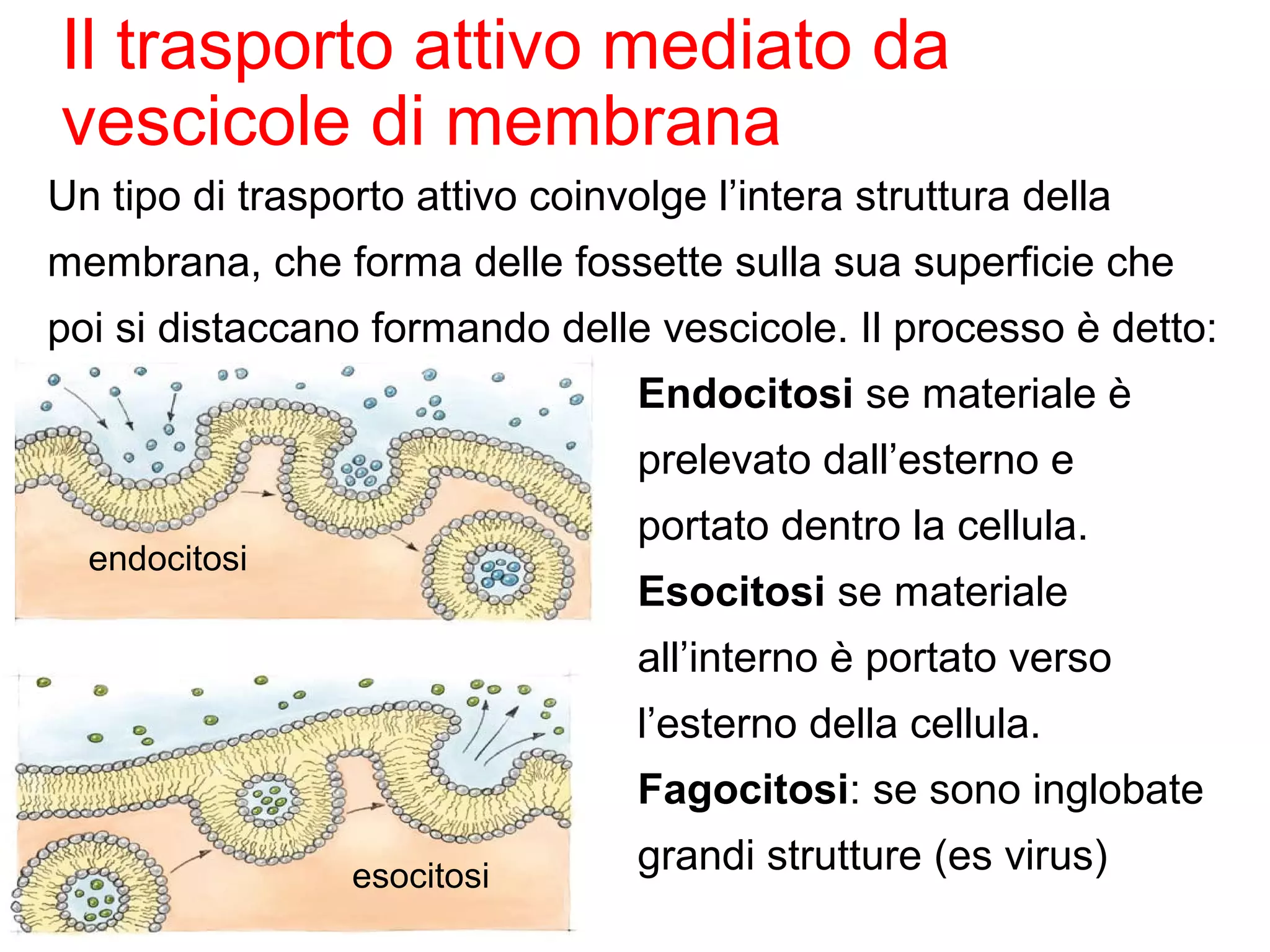 Schemi biologia 3 | PPT