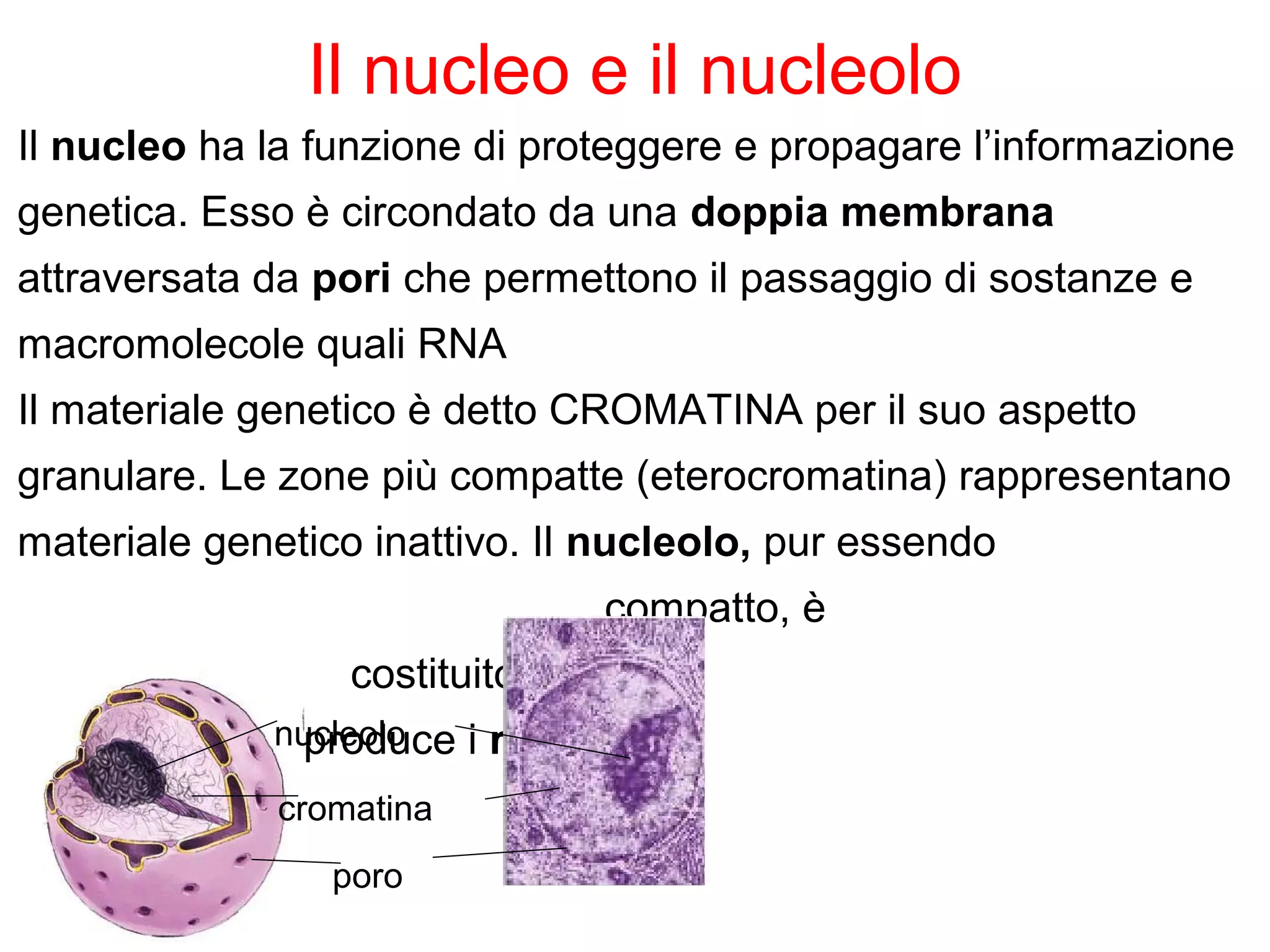 Schemi biologia 3 | PPT