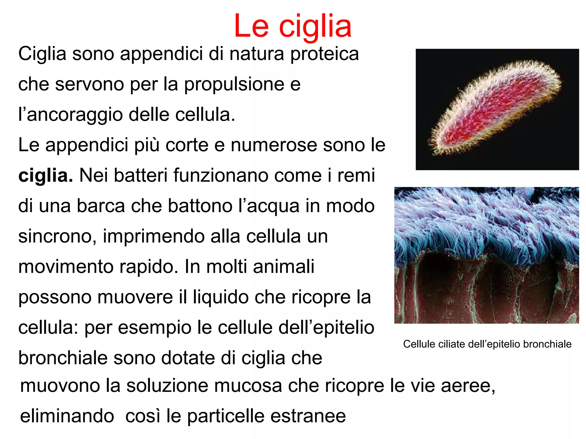 Schemi biologia 3 | PPT