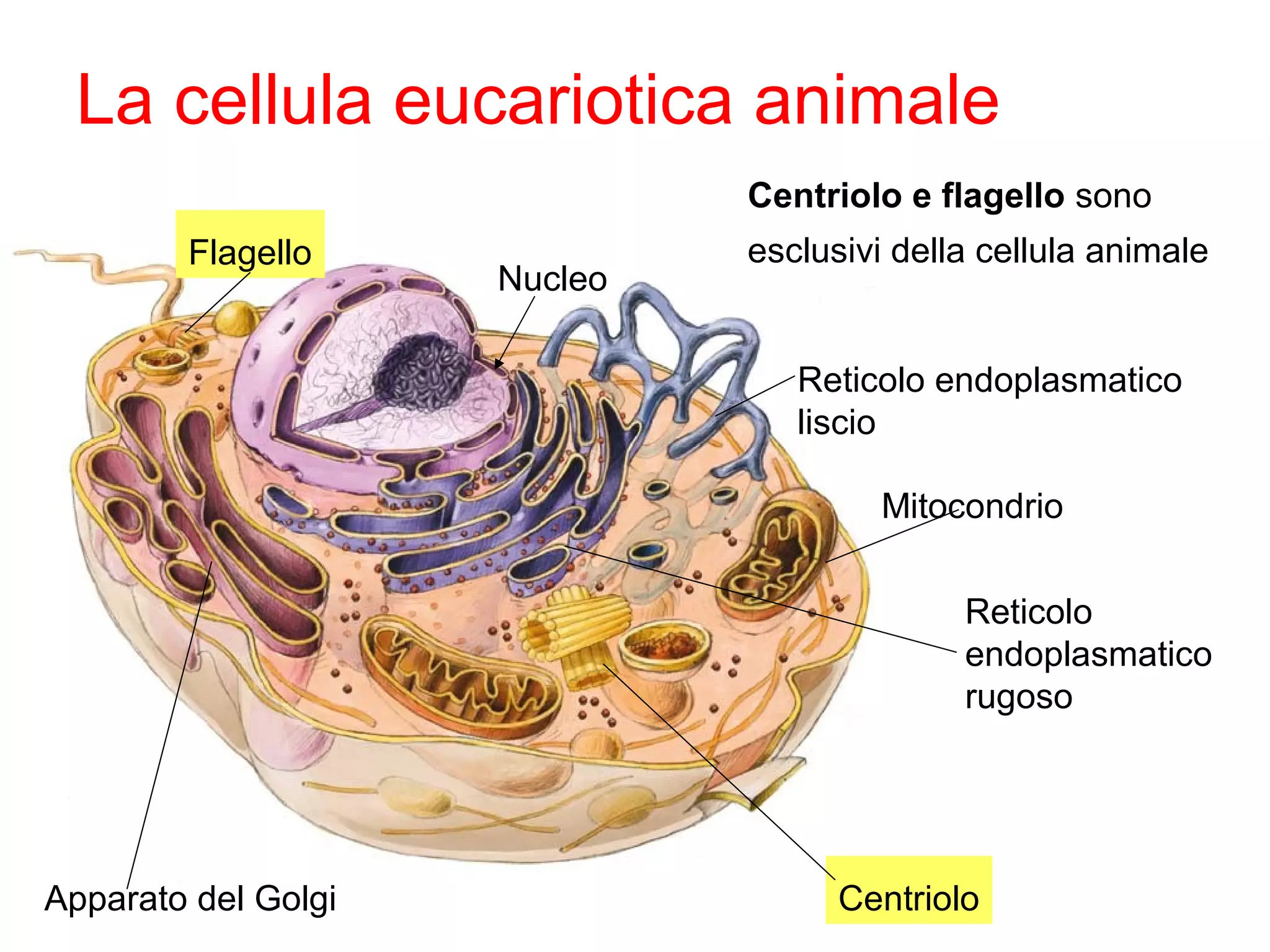Schemi biologia 3 | PPT