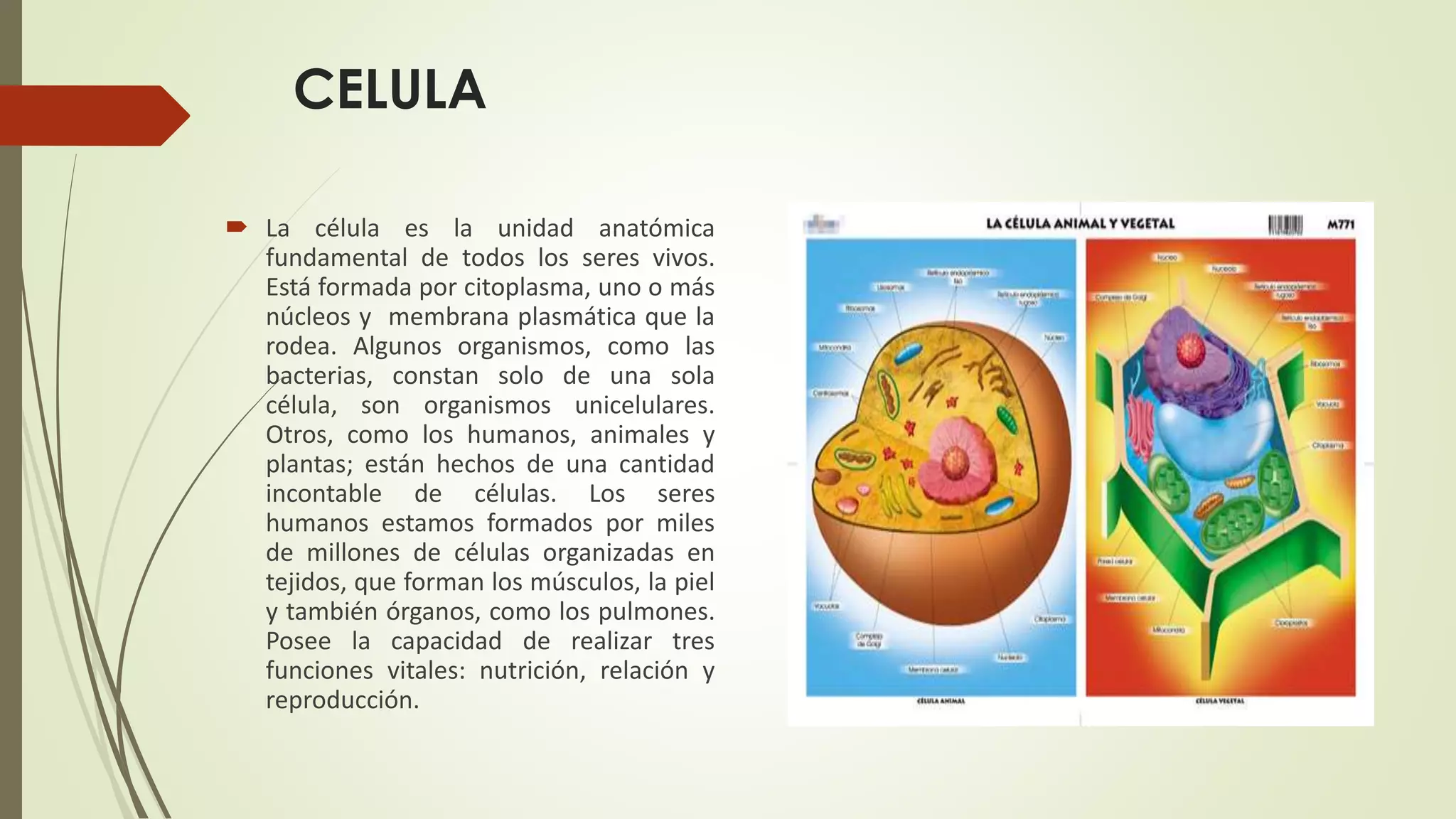 Teoria celular 1 | PPTX