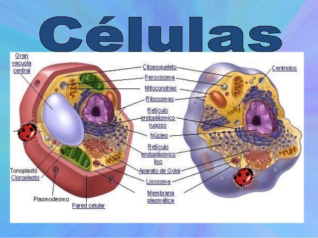 Teoria Celular Teoria celular