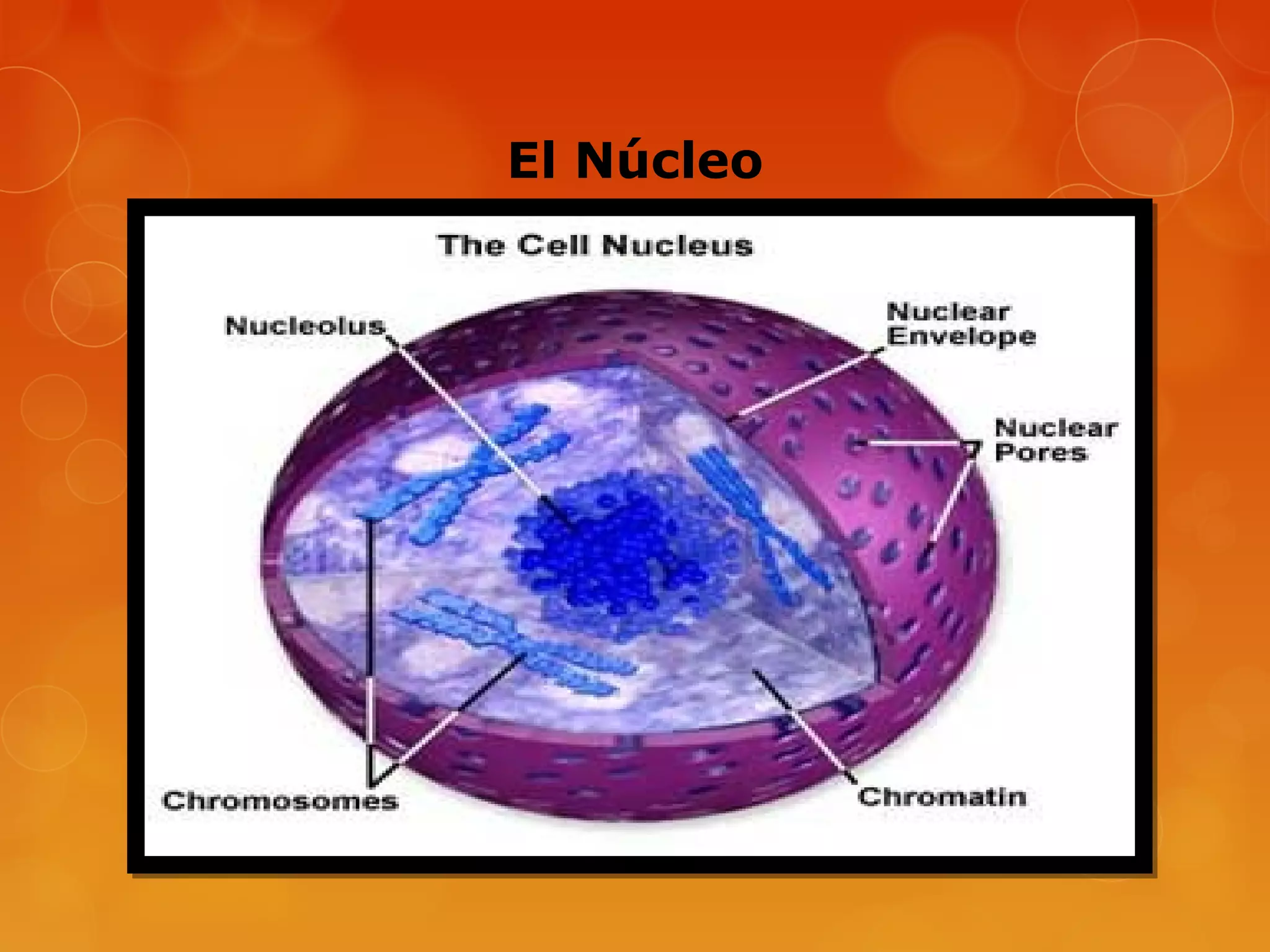 División Celular / Mitosis y Meiosis | PPT