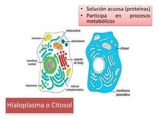 Teoria celular | PPT